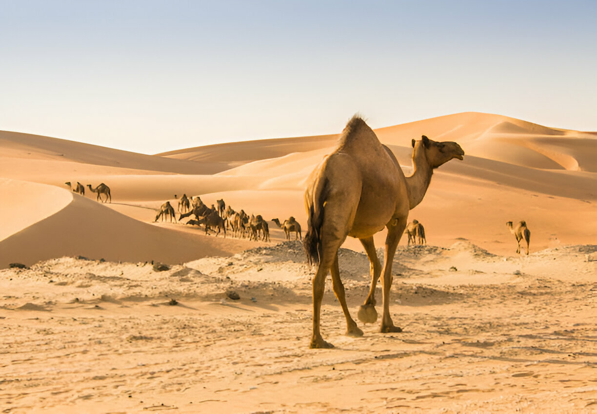 What Animals Can You Spot During an Evening Safari?